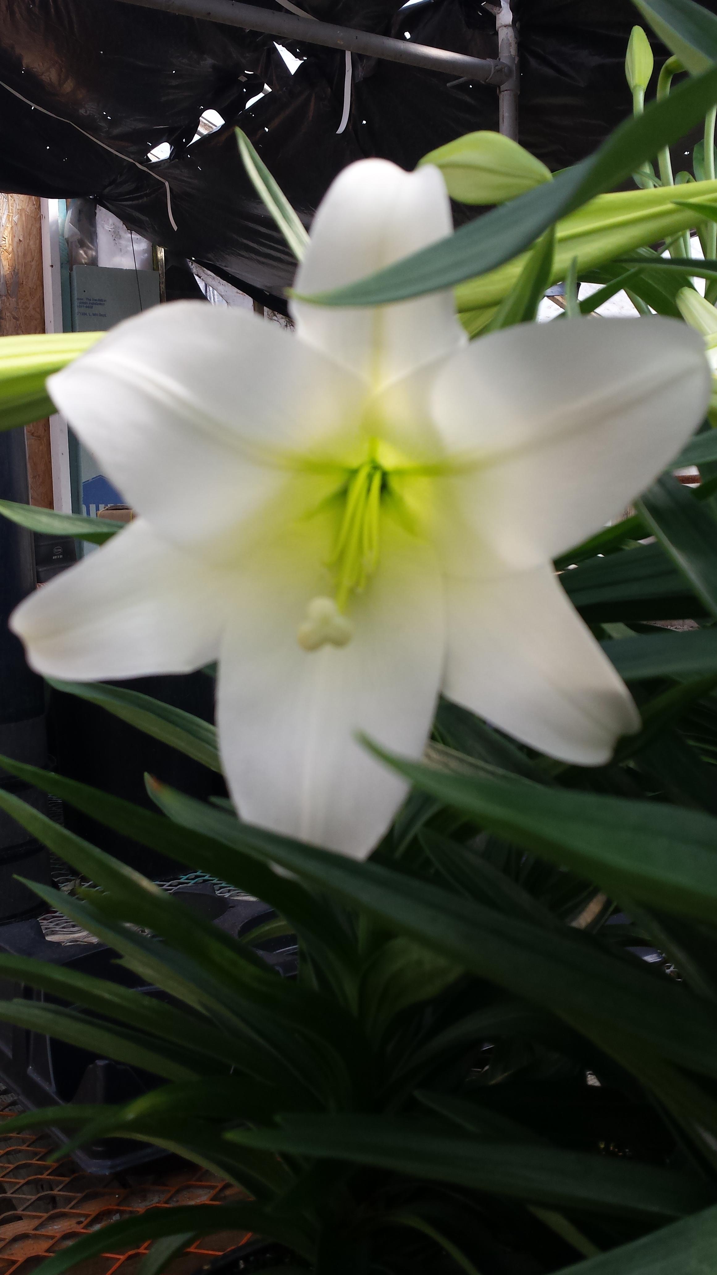Easter Lilies - a Fusion of Beauty and Tradition