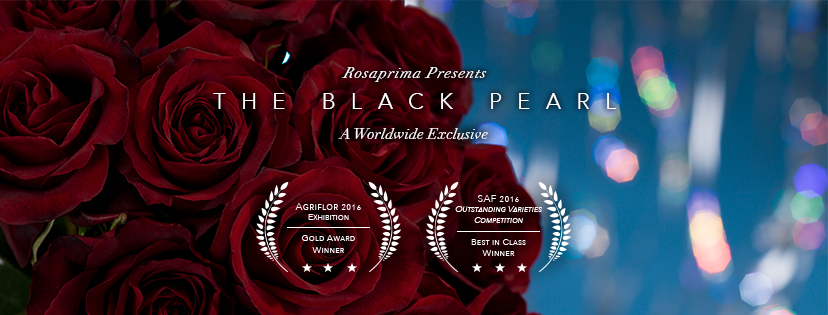 Black Pearl - The Hottest Red Rose for #ValentinesDay