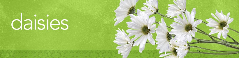 Daisies and Their Meaning