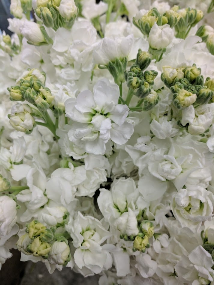 The Symbolic Meaning of the Gillyflower