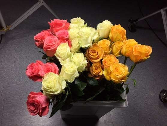 Exotic Flowers - Flower Delivery Today in Boston - Blog | Roses