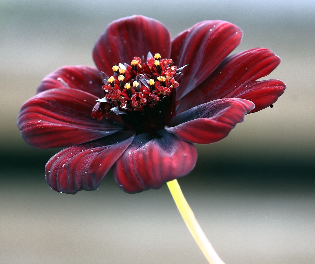 Exotic Flowers - Flower Delivery Today in Boston - Blog | Exotic Flowers