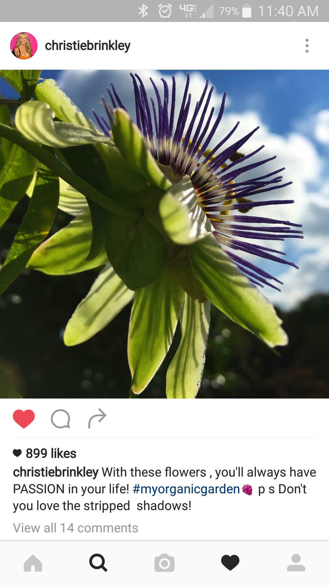 The Symbolic Meaning of Passion Flower