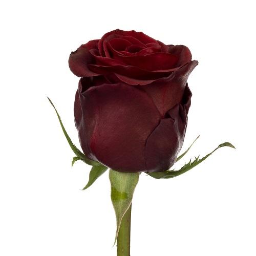 Why Red Roses Ignite Your Senses