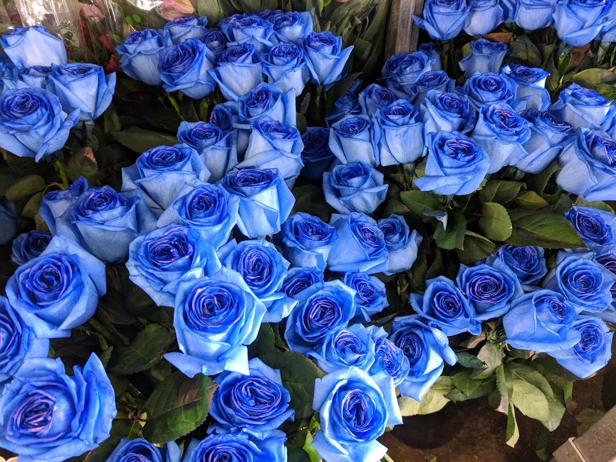 What is the Meaning of a Blue Rose