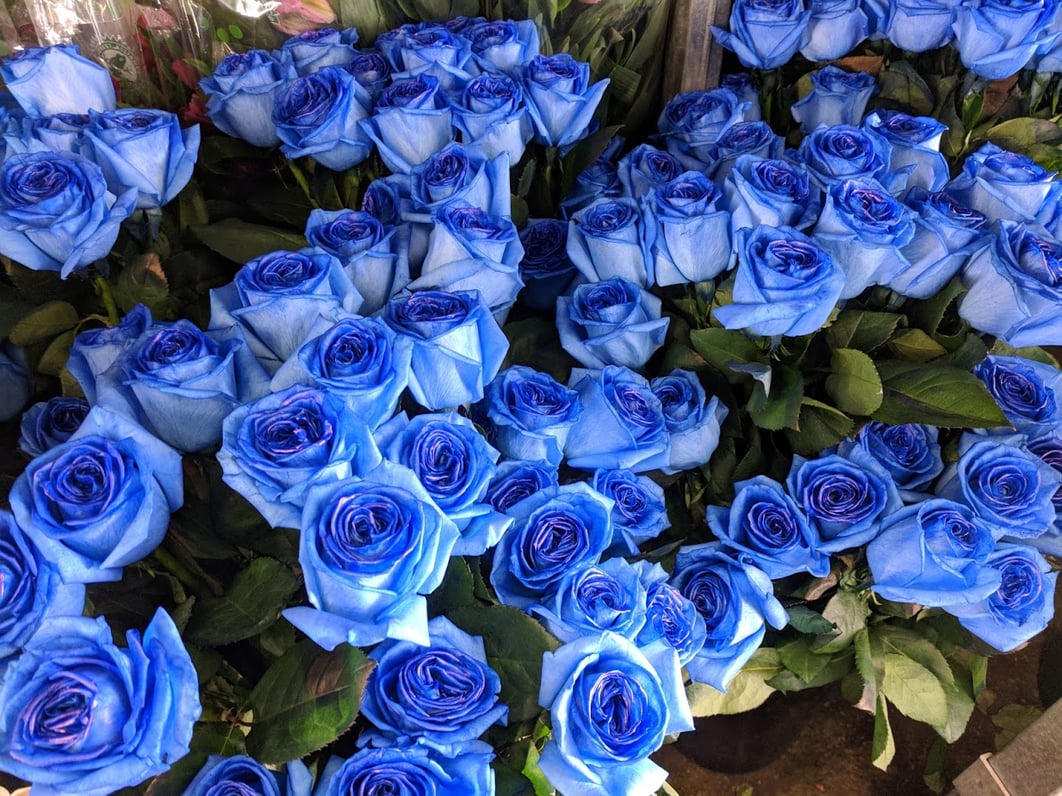 What is the Meaning of a Blue Rose