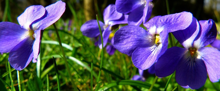 The Symbolic Meaning of the Blue Violet