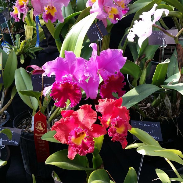 The Magical Health Benefits of Orchids