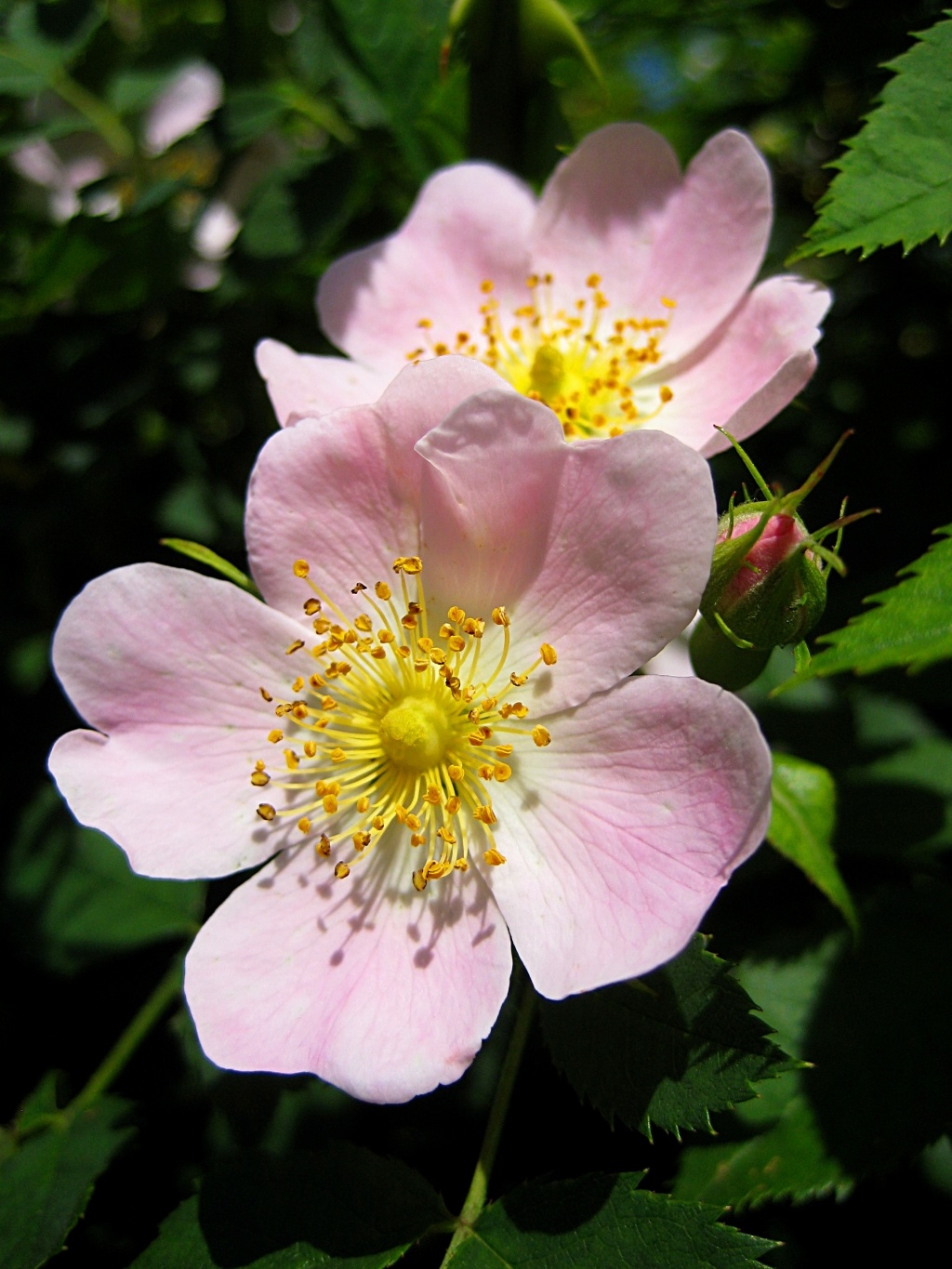 The Meaning of the Dog-rose