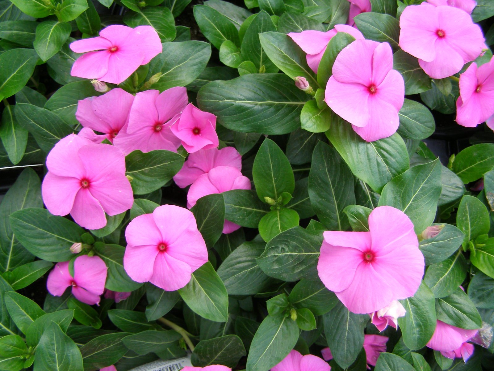 The Symbolism Behind The Periwinkle Flower The Symbolism Behind The Periwinkle Flower