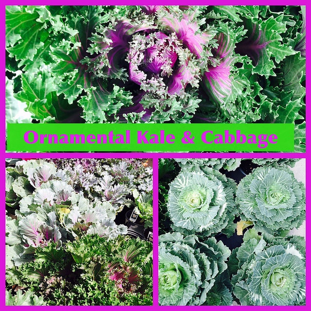 Veggie Beautiful Florals