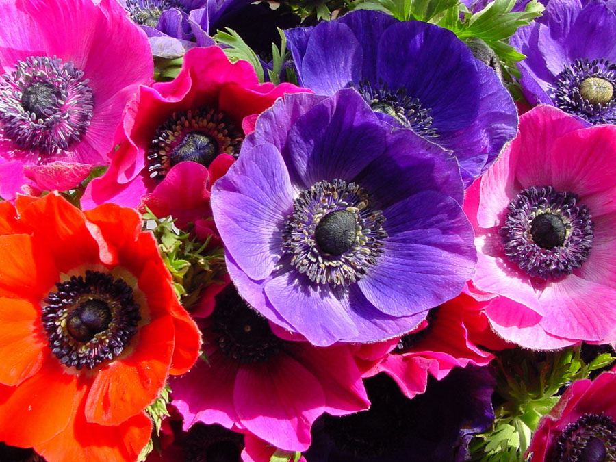 The Meaning of the Anemone Flower