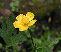The Symbolic Meaning of the Butter Cup