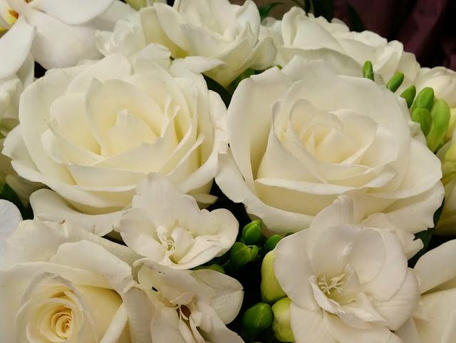 What is the Meaning of a White Rose