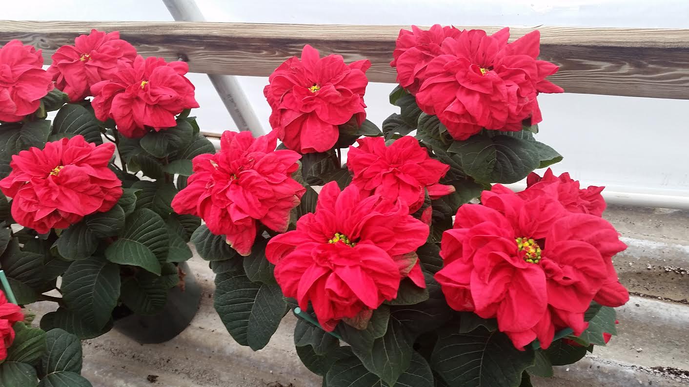 A Poinsettia Isn’t Just Your Everyday Christmas Flower